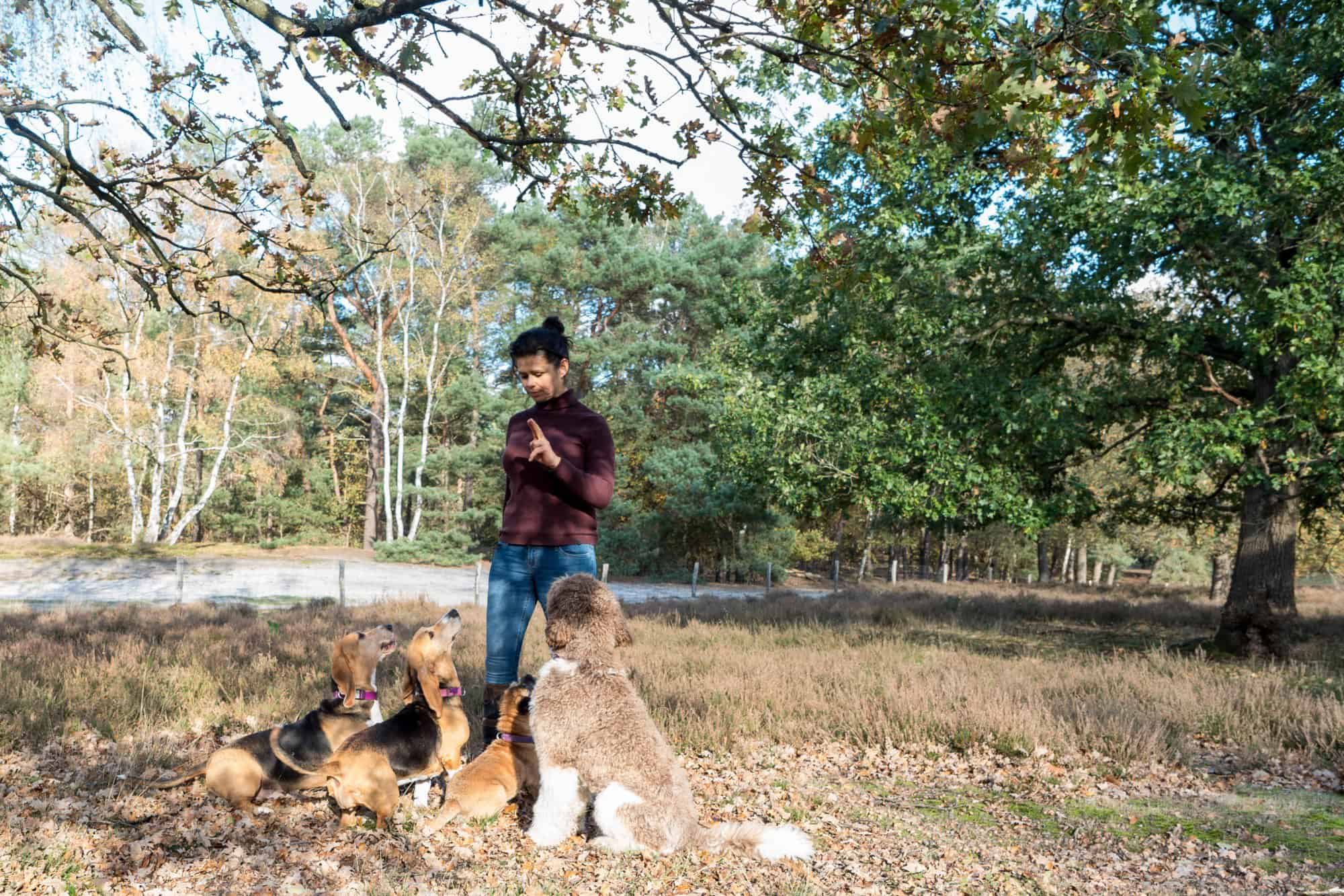 Socialisatie lessen & Impulscontrole - eengelukkigehond